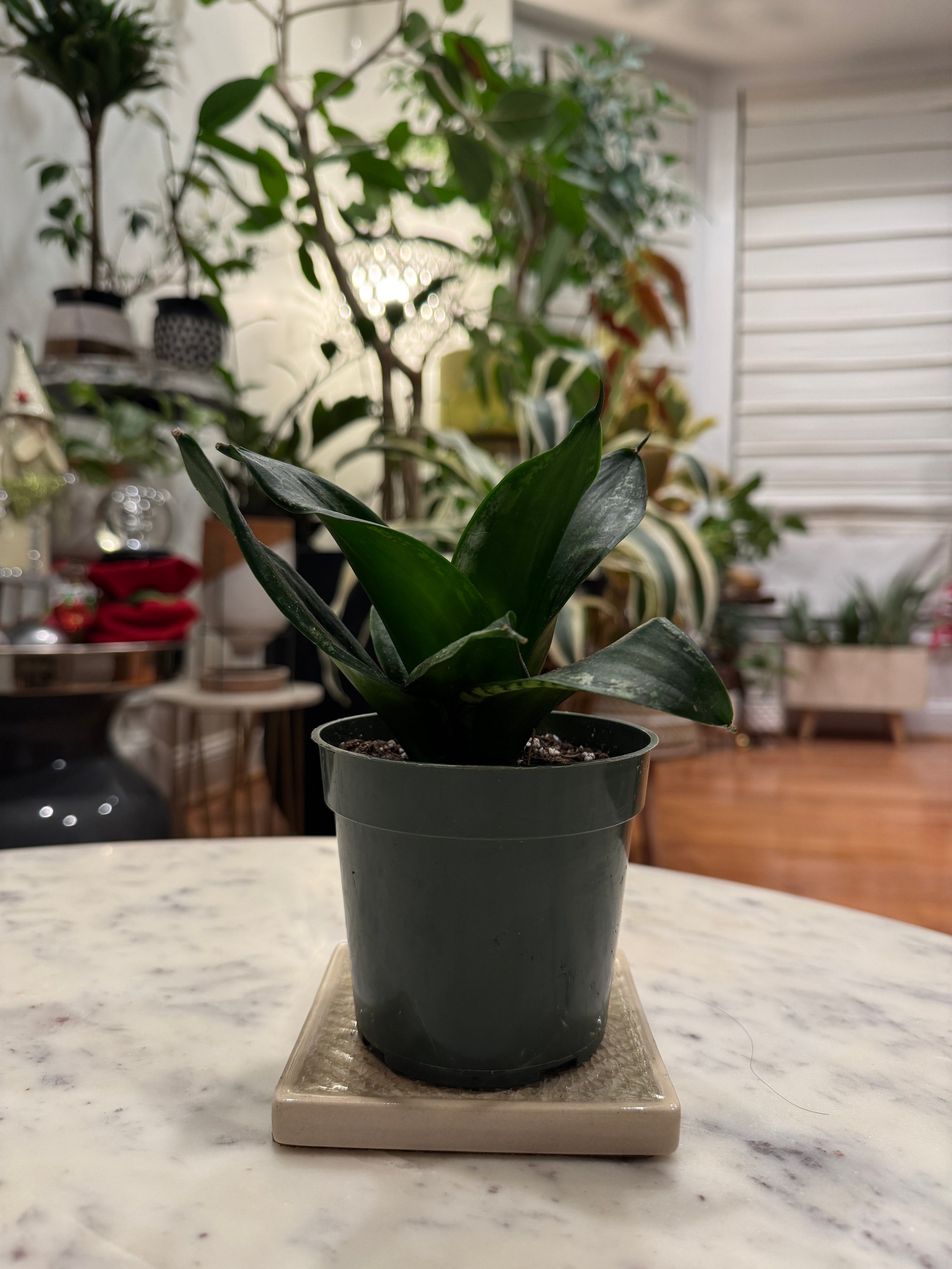 Whitney Snake Plant - RARE | Clara's Green House